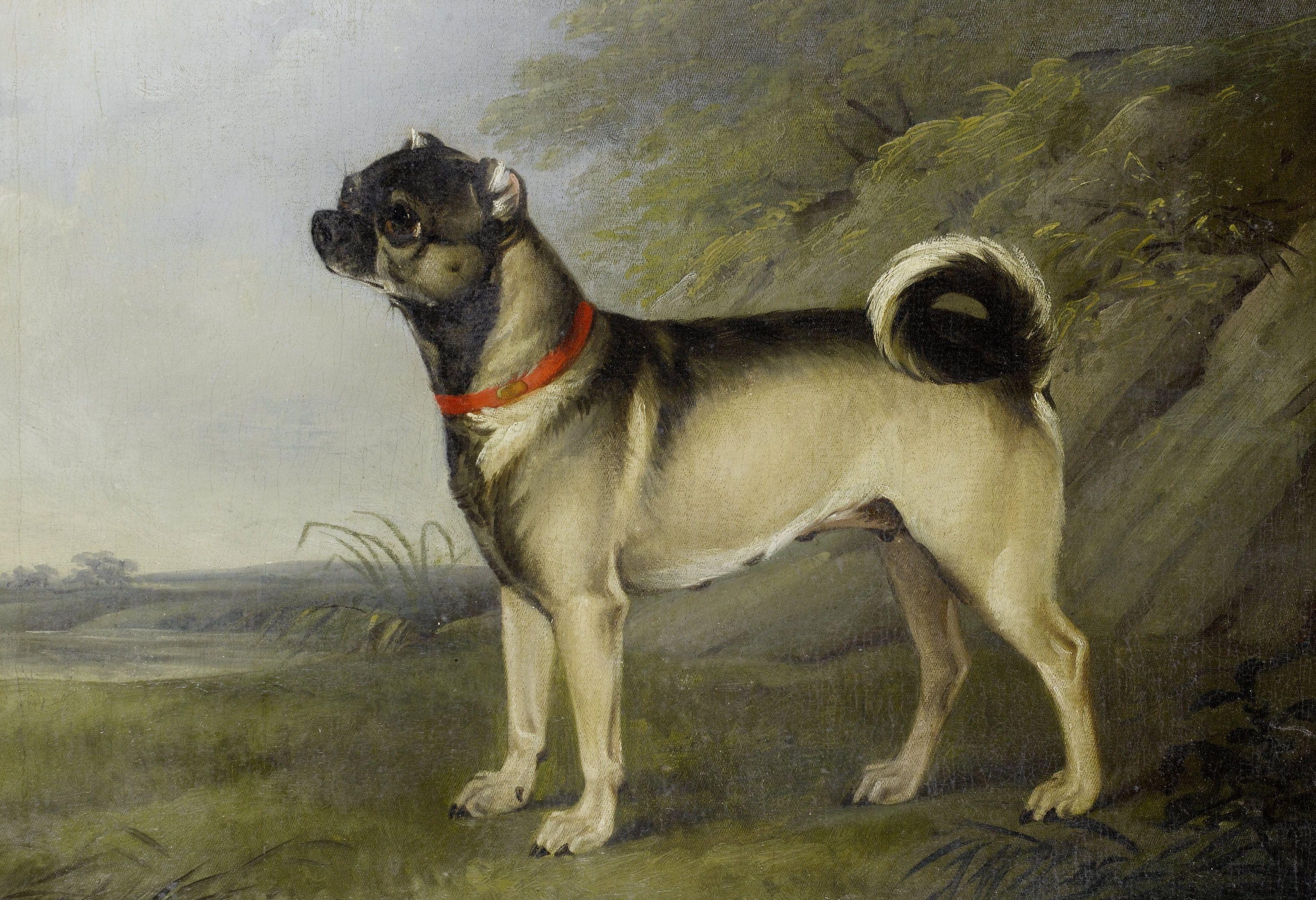 Five breeds of dog in the Georgian era - Naomi Clifford